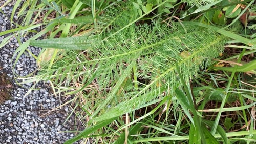 Plant Smart · Helping plants and pets peacefully coexist.