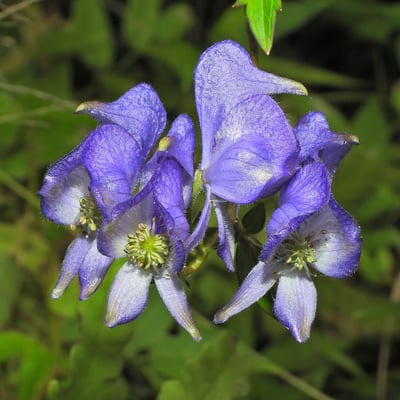 Plant Smart · Helping plants and pets peacefully coexist.