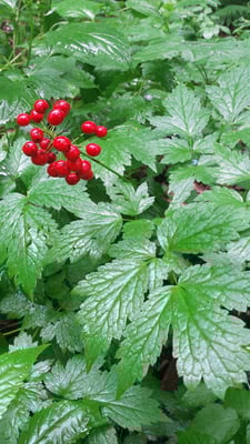 Plant Smart · Helping plants and pets peacefully coexist.